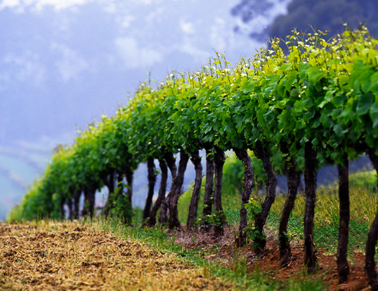 Brabham Suburb Profile | Property Market Near Ariella Estate