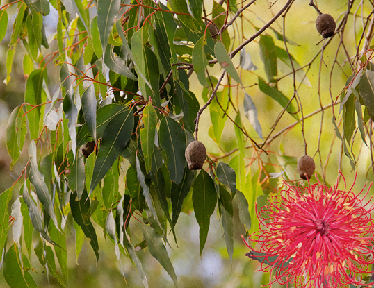 Property for Sale South Maclean QLD | Flourish